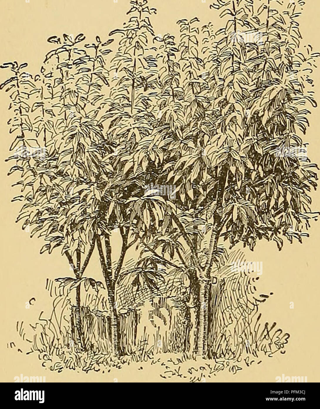 This comprehensive guide provides detailed descriptions of chestnut ...