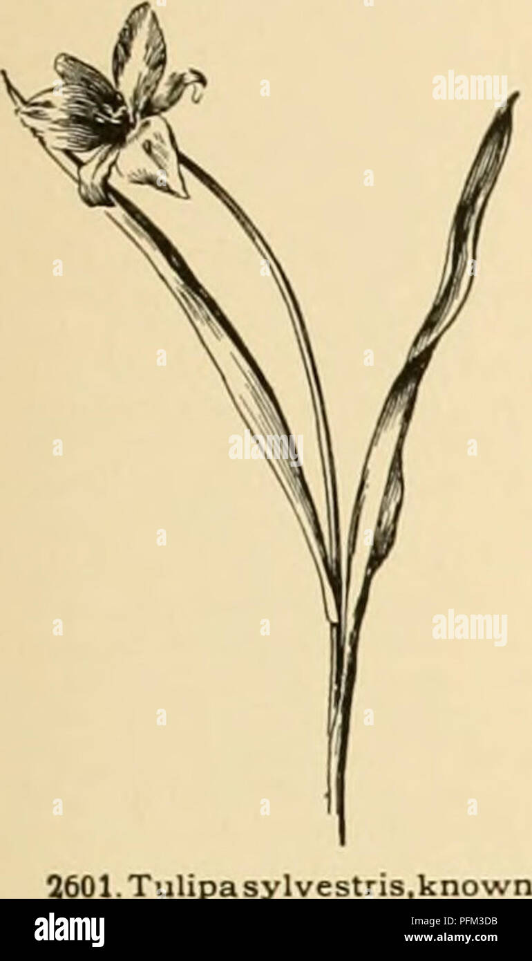 Outer border yellow hi-res stock photography and images - Alamy