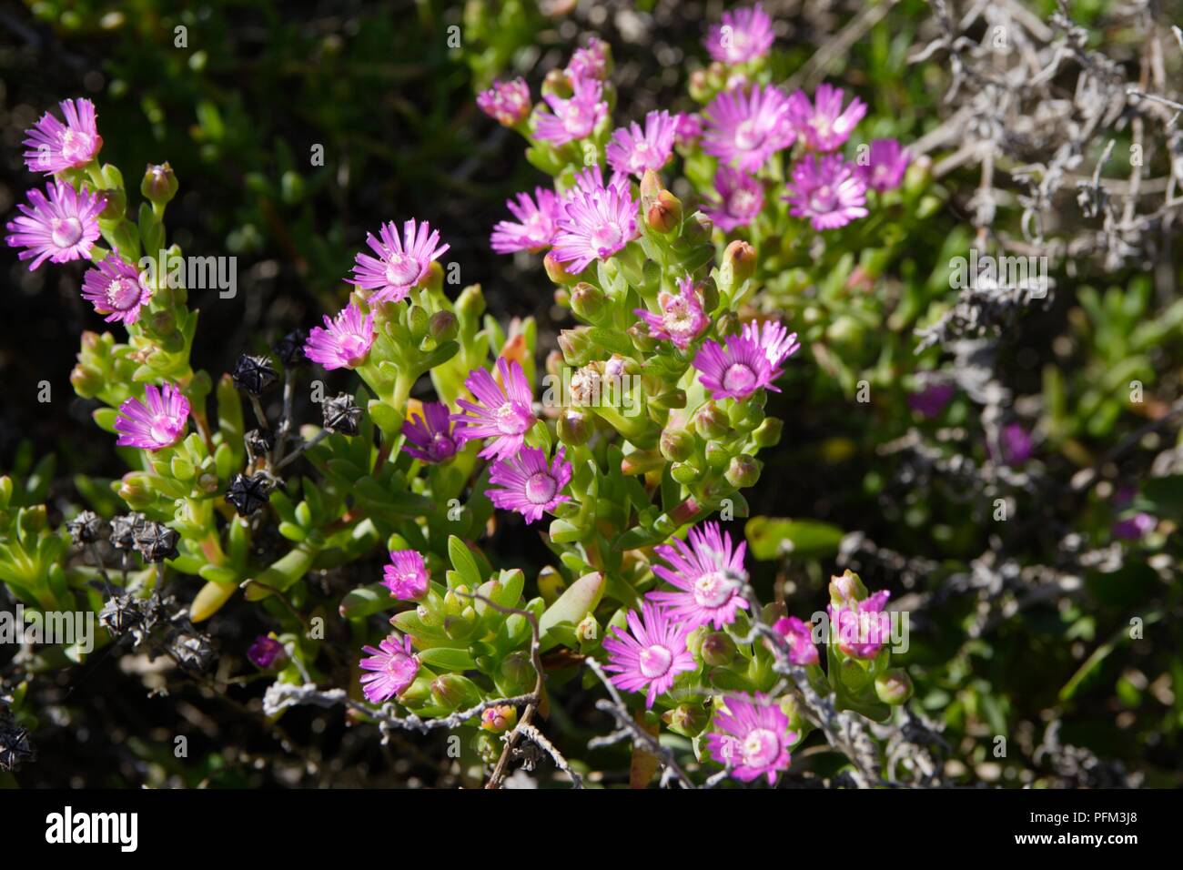 South Africa, Cape of Good Hope, Ruschia promontorii, purple-pink ...
