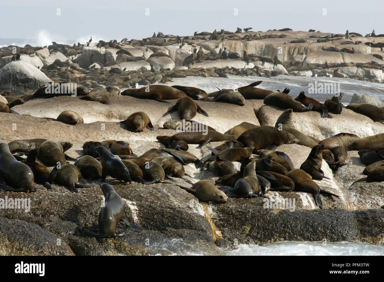 South Africa, Hout Bay, Duiker Island, colony of Cape fur seals ...