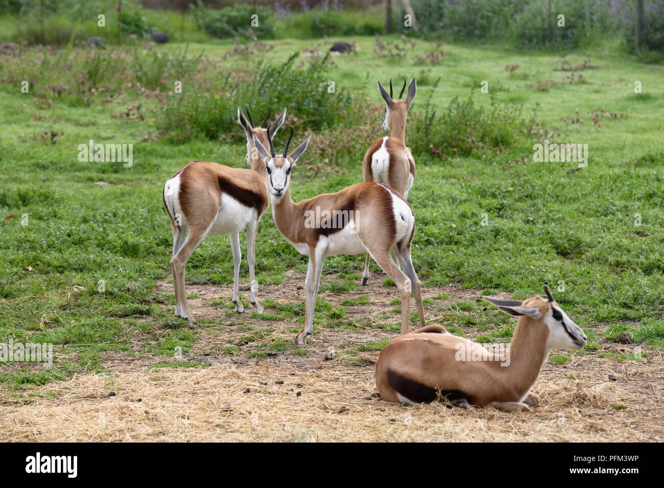 South Africa, Cape Town, Tygerberg Zoo, group of springboks Stock Photo ...