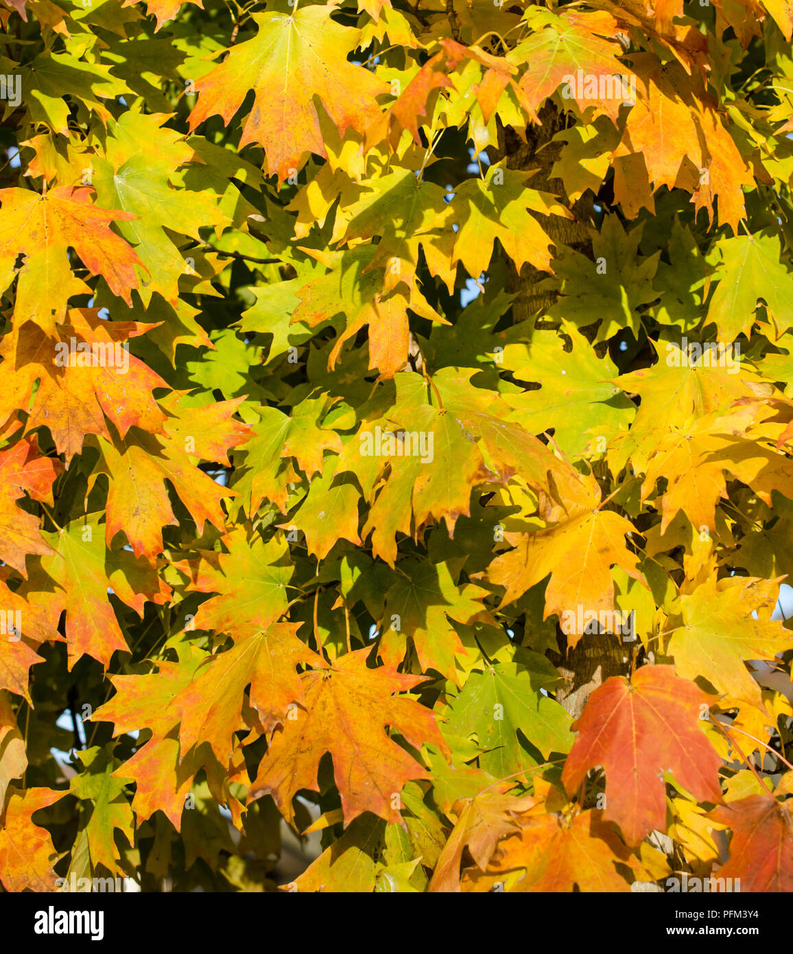Fall Theme High Resolution Stock Photography and Images - Alamy