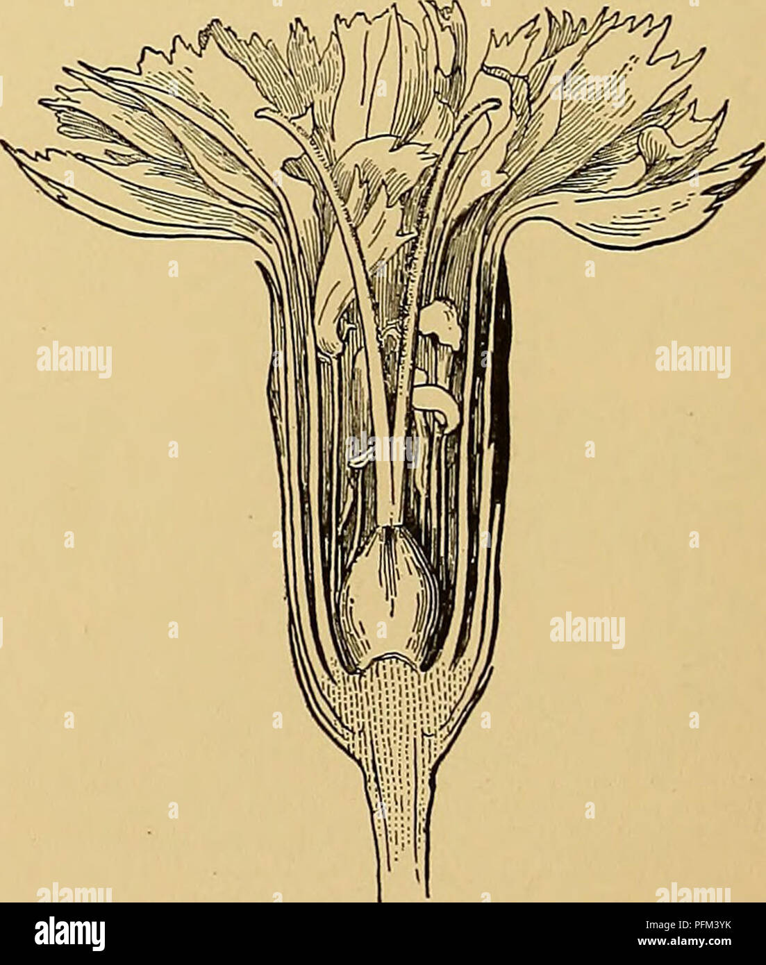 Carnation types hi-res stock photography and images - Alamy