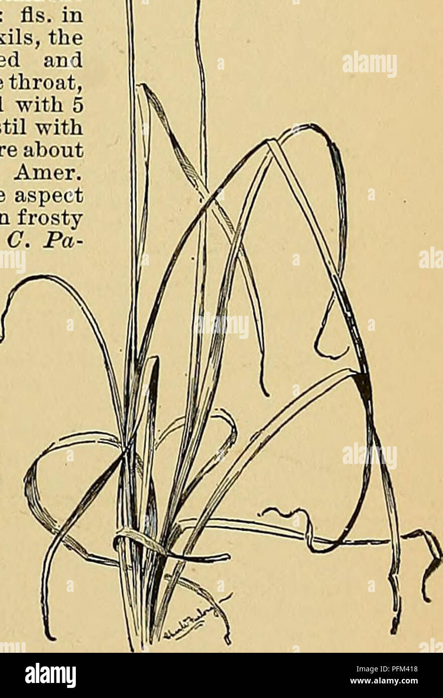 Awl together hi-res stock photography and images - Alamy