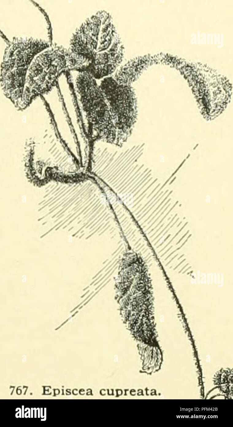 Soil saprophytes hi-res stock photography and images - Alamy