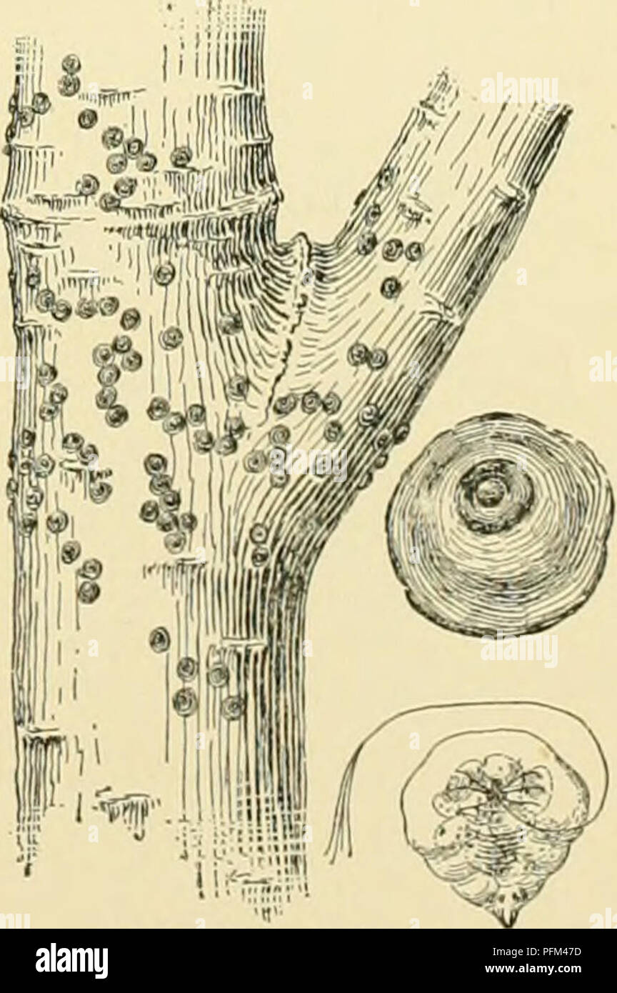 Staunch friends hi-res stock photography and images - Alamy