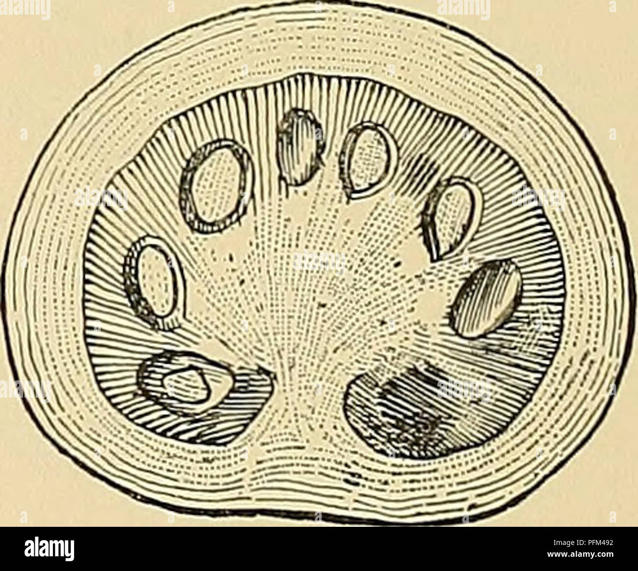 This entry from the 'Cyclopedia of American Horticulture' describes the ...