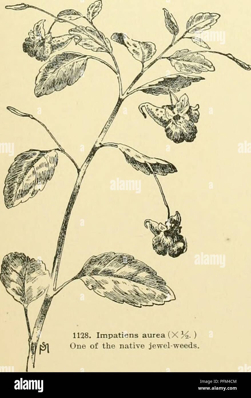 Obcordate shaped hi-res stock photography and images - Alamy