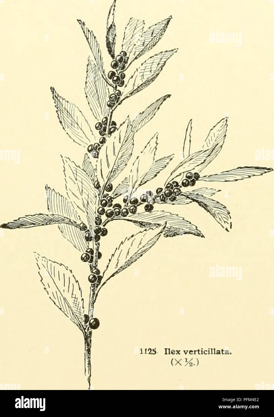 Ilex genus hi-res stock photography and images - Alamy