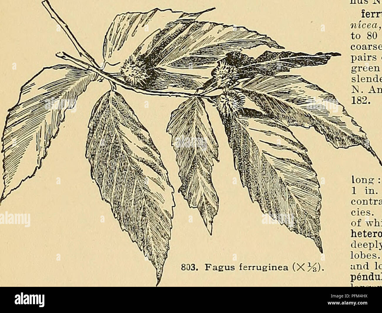 This volume of the cyclopedia covers a wide range of horticultural ...