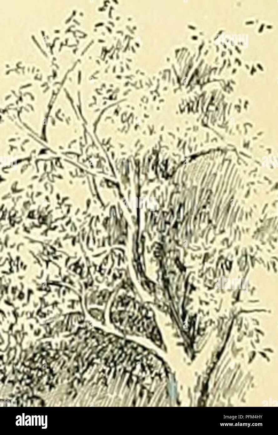 This volume from the 'Cyclopedia of American Horticulture' offers ...