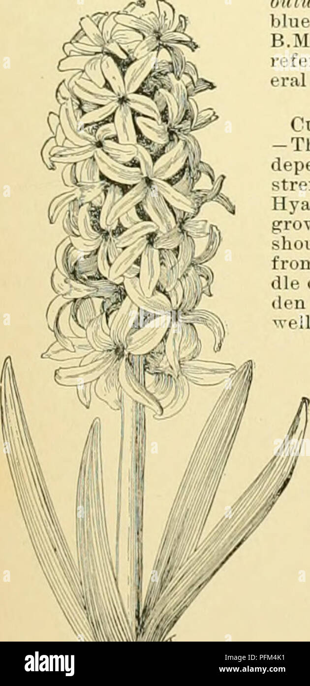 Hyacinthus l hi-res stock photography and images - Alamy