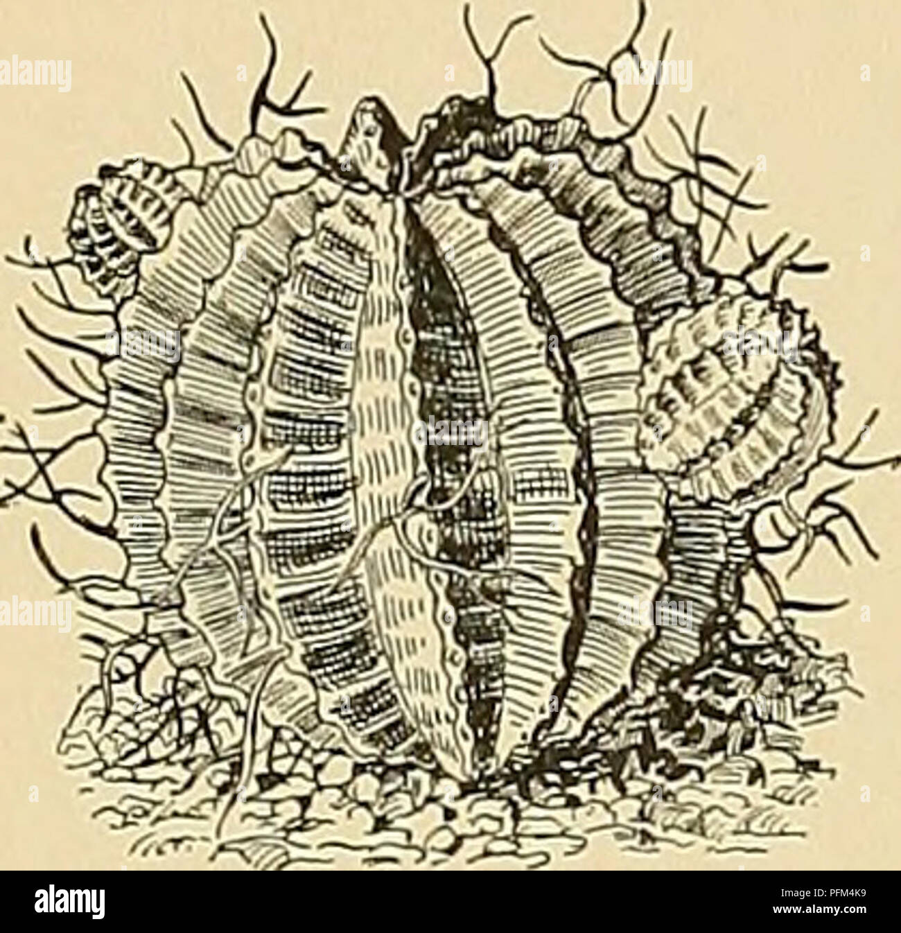 This cyclopedia provides comprehensive guidelines on the cultivation of ...