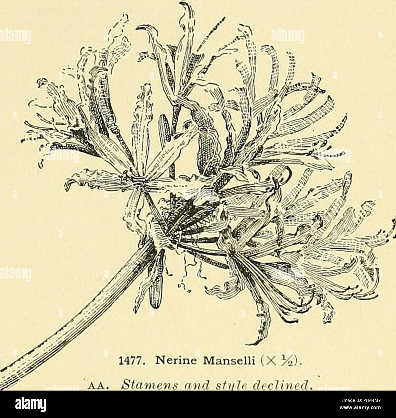 Perianth types hi-res stock photography and images - Alamy