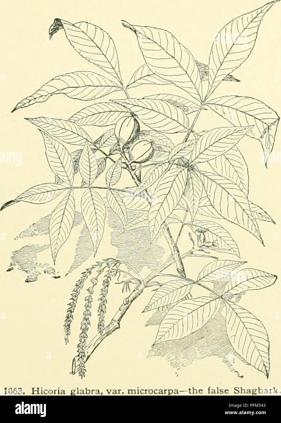American pignut hickory tree hi-res stock photography and images - Alamy