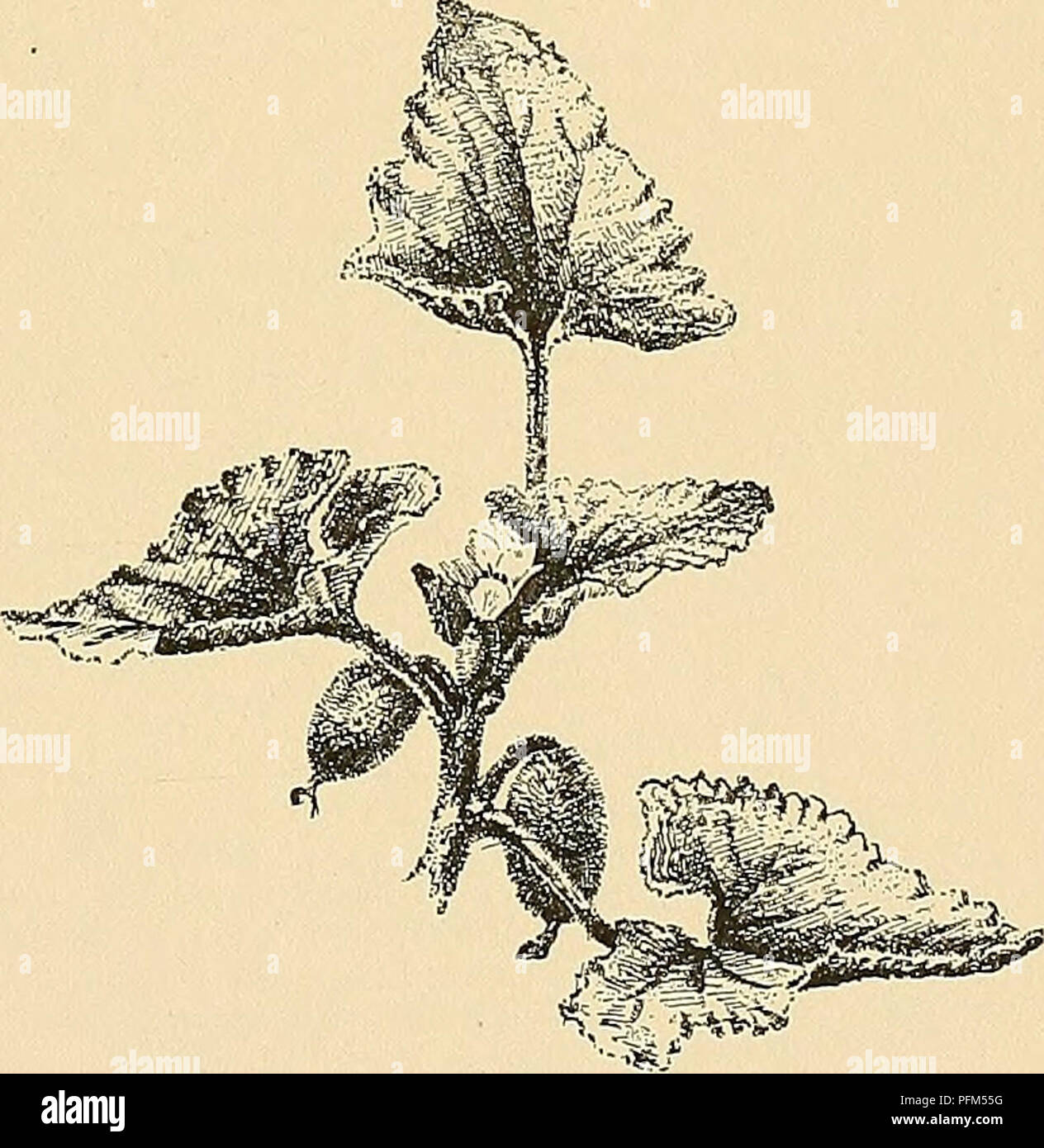 Goober pea plants hi-res stock photography and images - Alamy