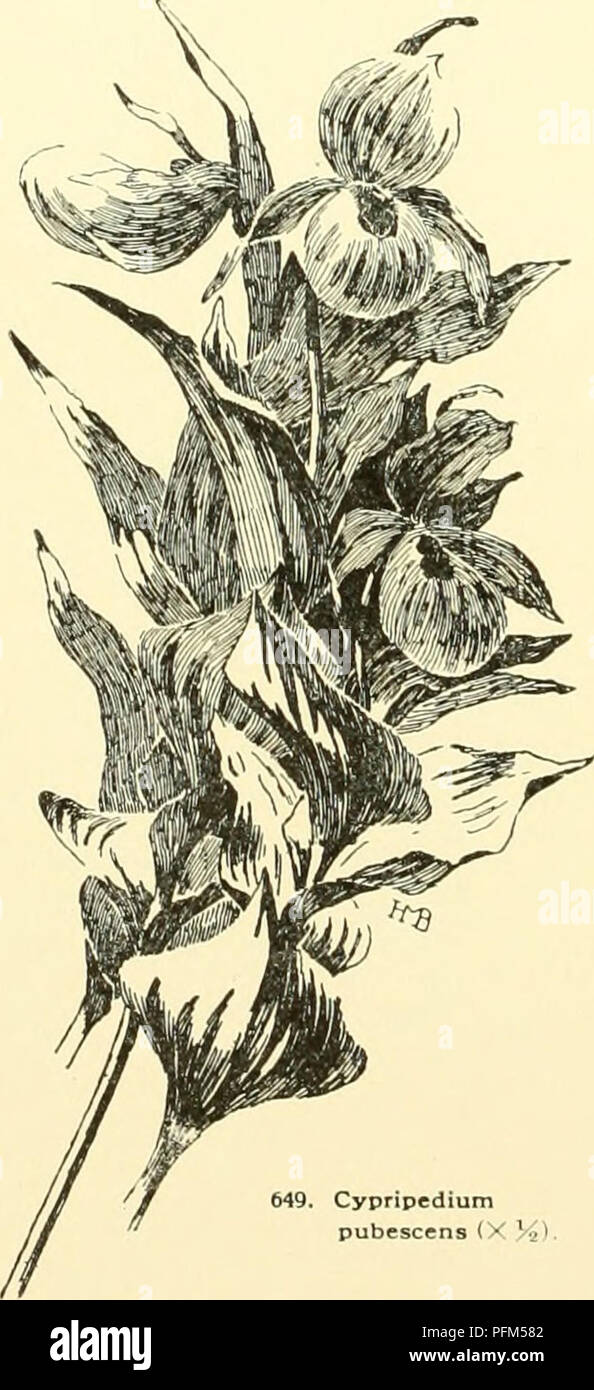 Ligulate Flowers High Resolution Stock Photography and Images - Alamy