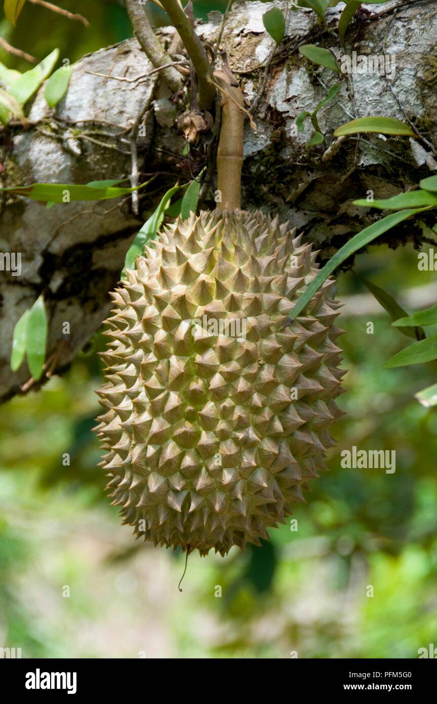 Thailand, Ko Chang, durian fruit on a tree, close-up Stock Photo - Alamy