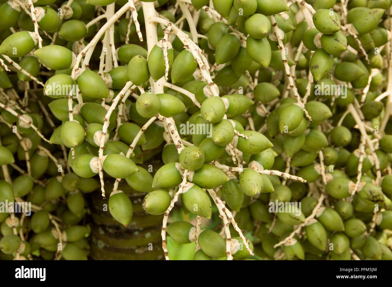 Thailand, the fruit of a palm tree Stock Photo - Alamy