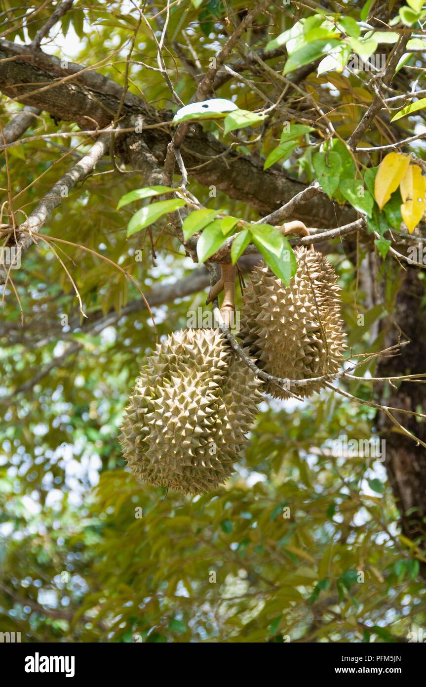 Close up durians hi-res stock photography and images - Alamy