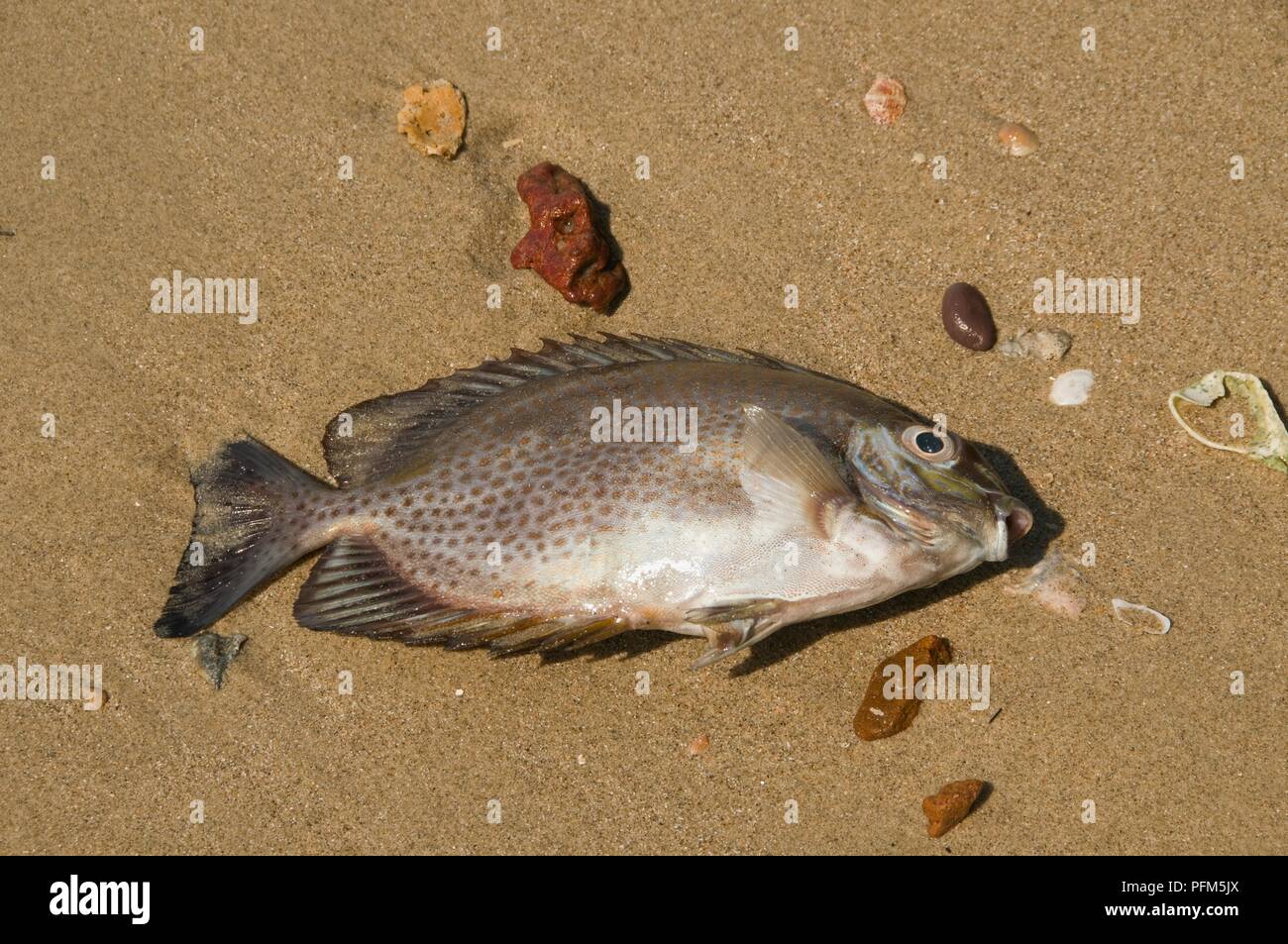 Thailand, fish washed up on a beach Stock Photo - Alamy