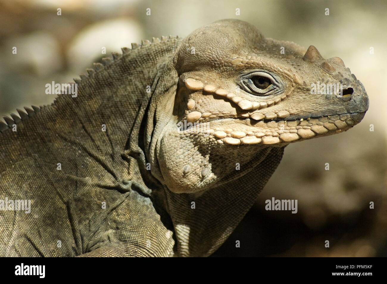 Dominican Republic, Lago Enriquillo, Isla Cabritos, Rhinoceros iguana ...