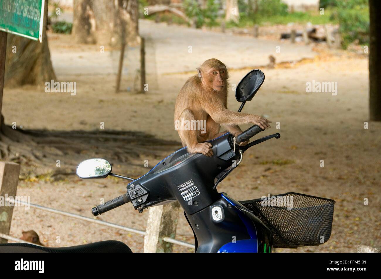Monkey on motorbike hi-res stock photography and images - Alamy