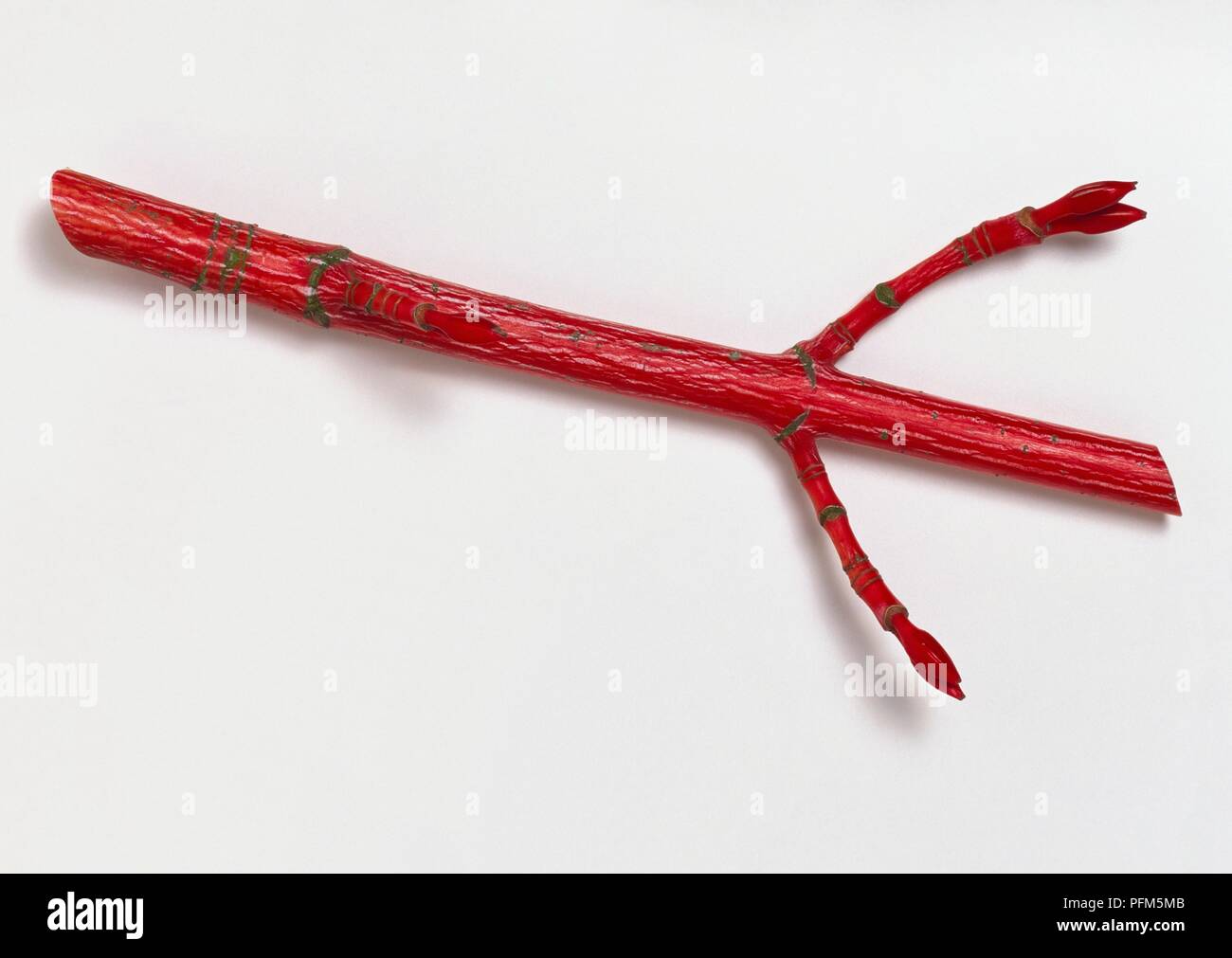 Moosewood tree hi-res stock photography and images - Alamy