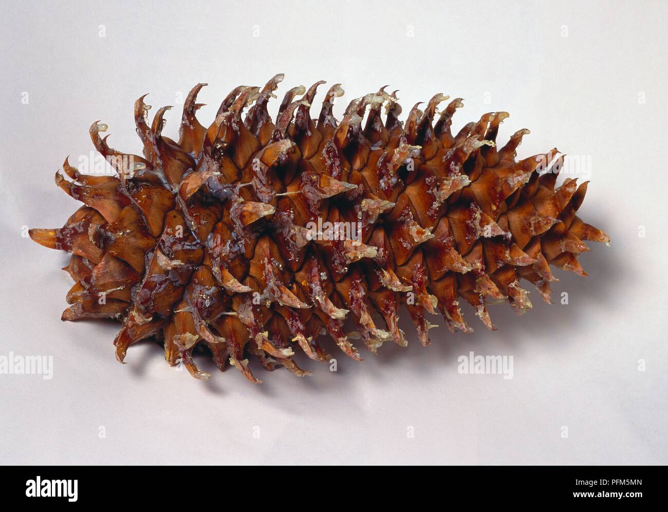 Big cone pine hi-res stock photography and images - Alamy