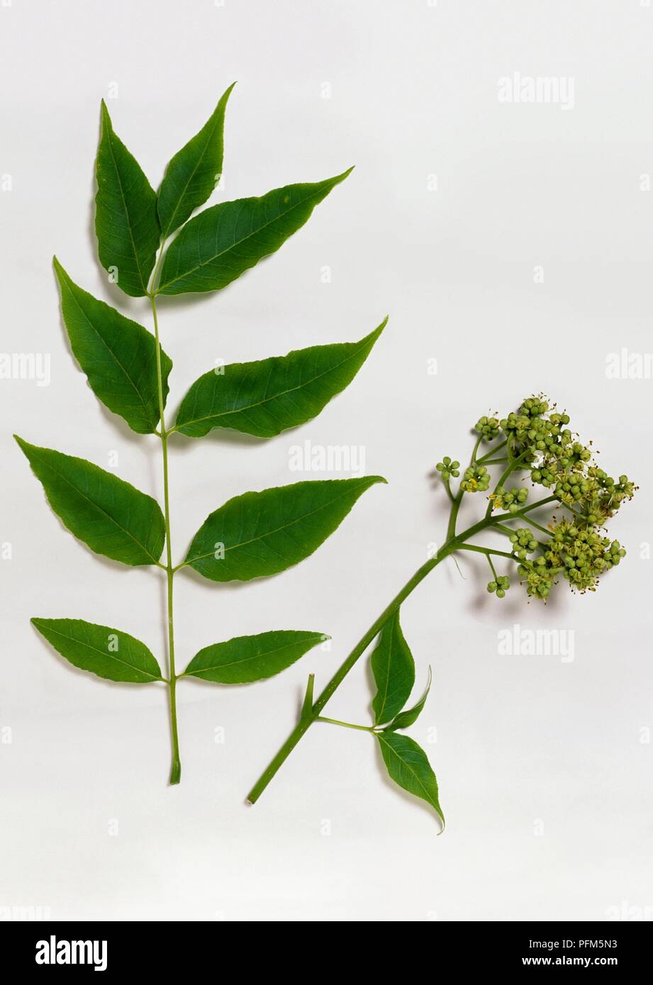 Phellodendron lavallei hi-res stock photography and images - Alamy