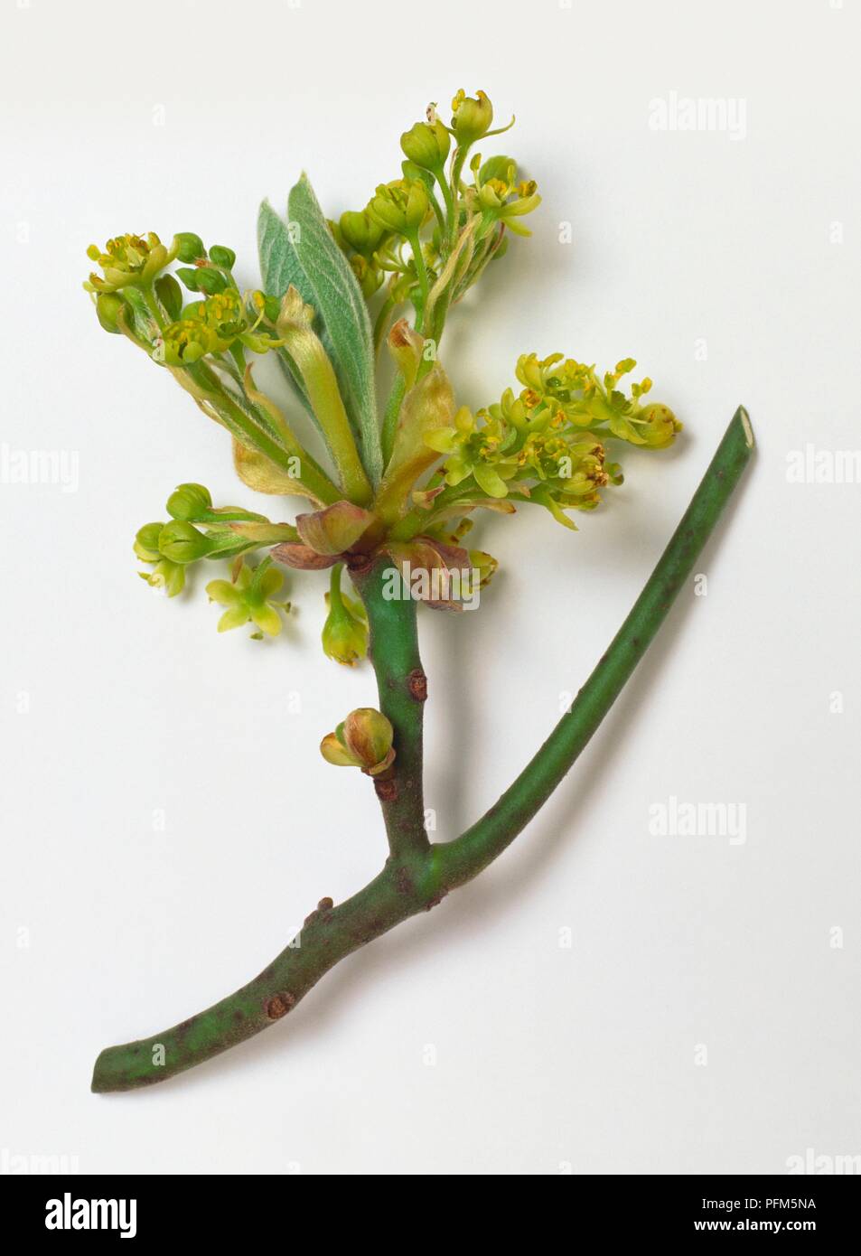 Sassafras albidum sassafras hi-res stock photography and images - Alamy