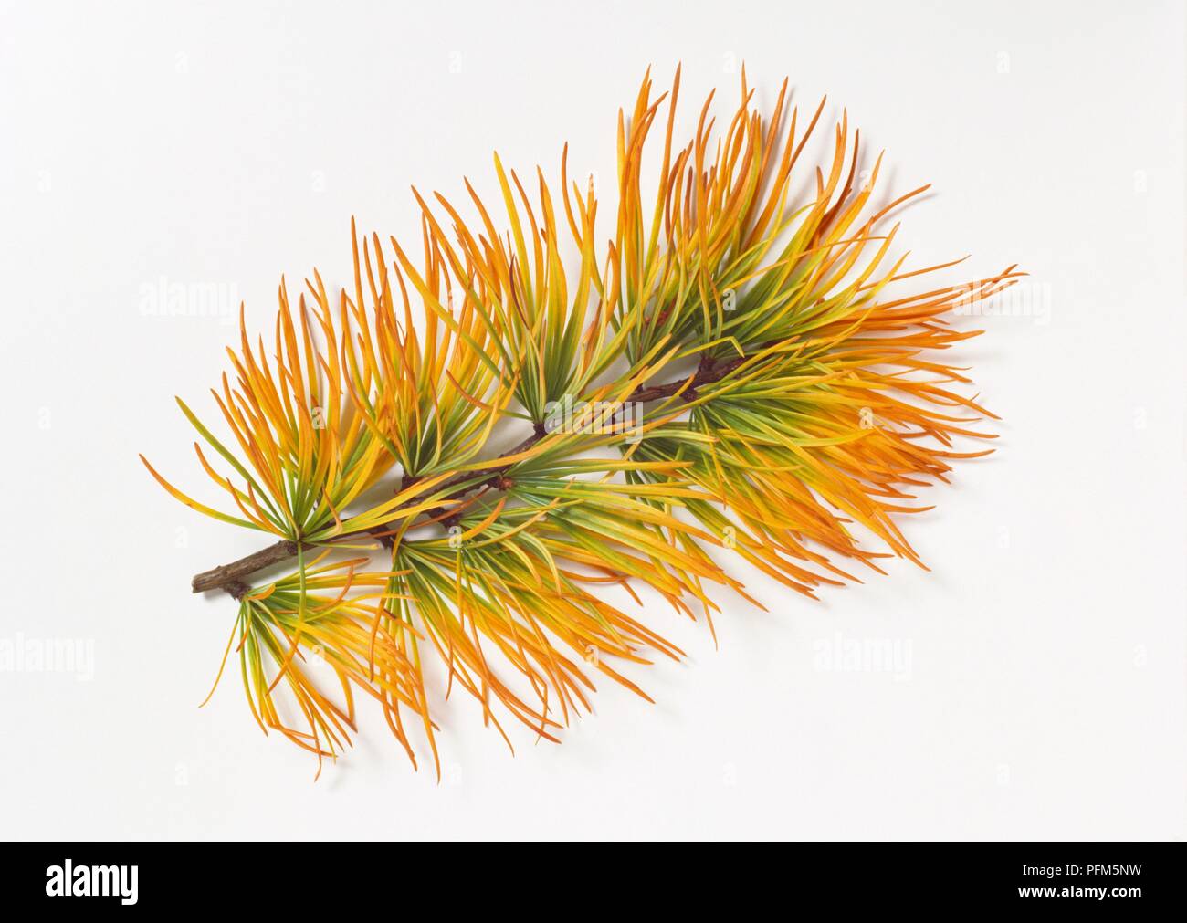 Pseudolarix amabilis hi-res stock photography and images - Alamy