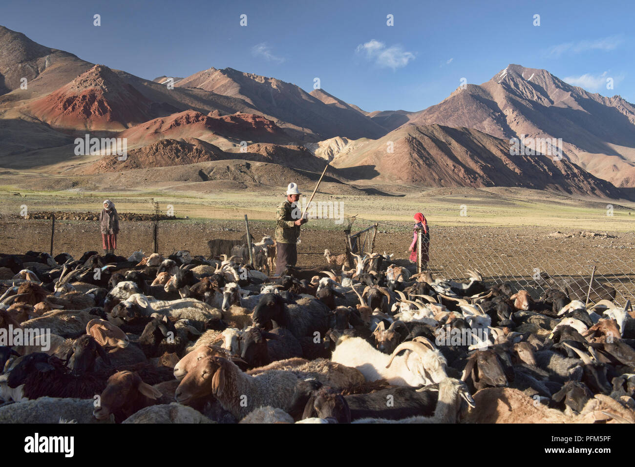 Kyrgyz nomads herding their sheep in the Pshart Valley, Tajikistan ...