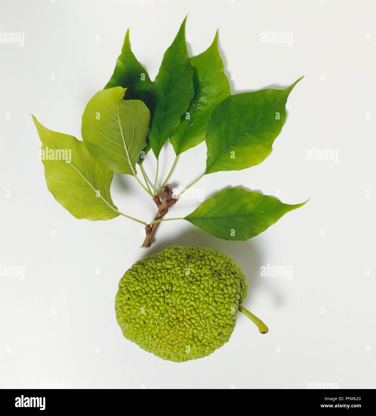 Maclura pomifera (Osage-orange), fruit and leaves Stock Photo - Alamy