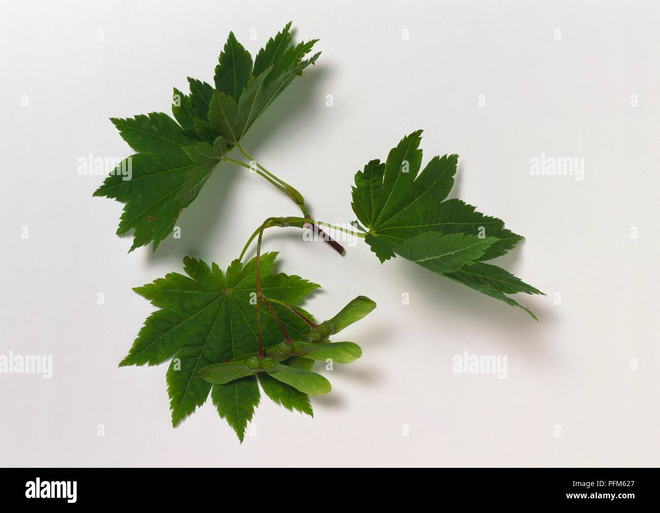 Acer japonicum 'Vitifolium' (Fullmoon Maple) leaves on stem, and samara ...