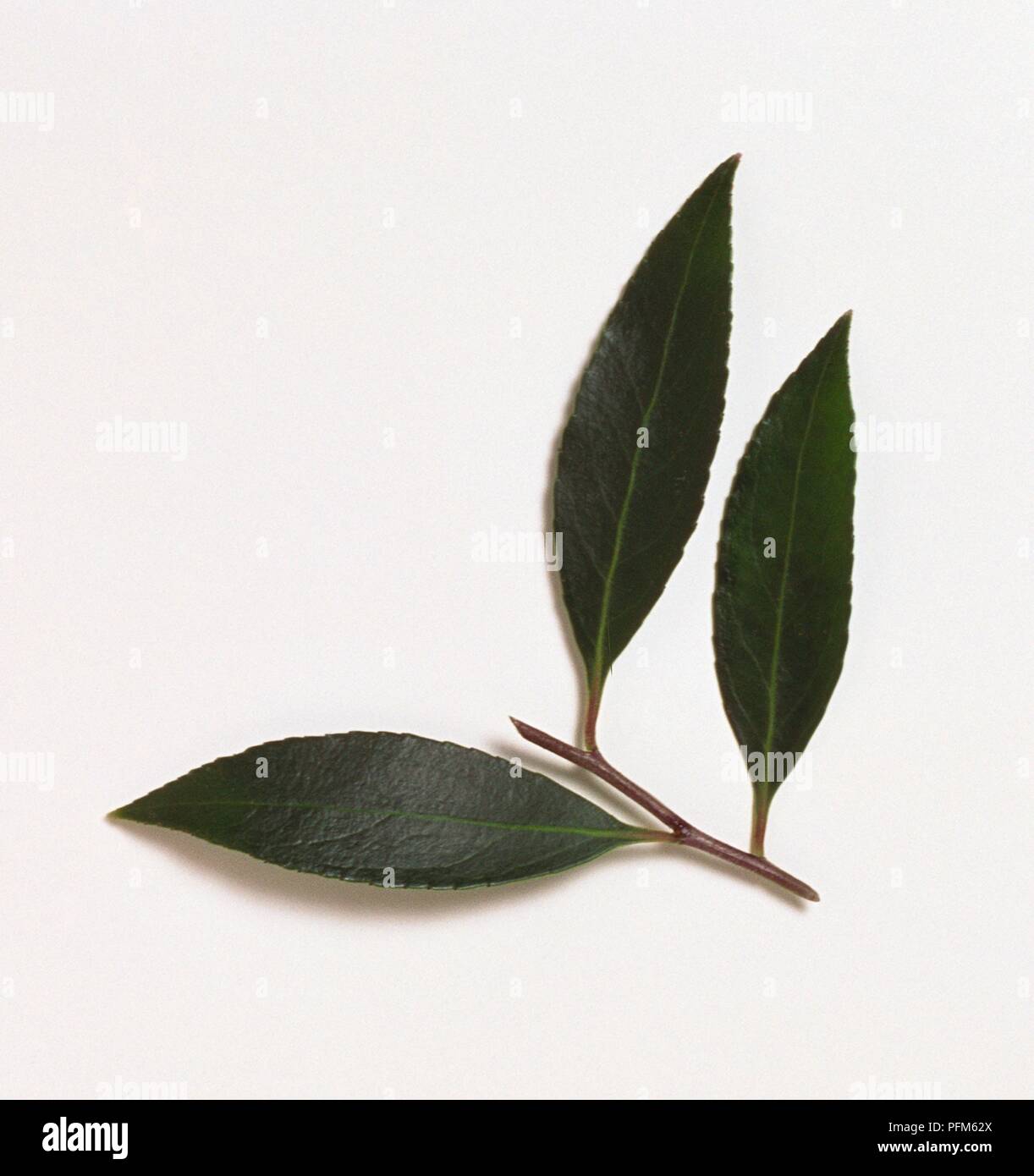 Maytenus hi-res stock photography and images - Alamy