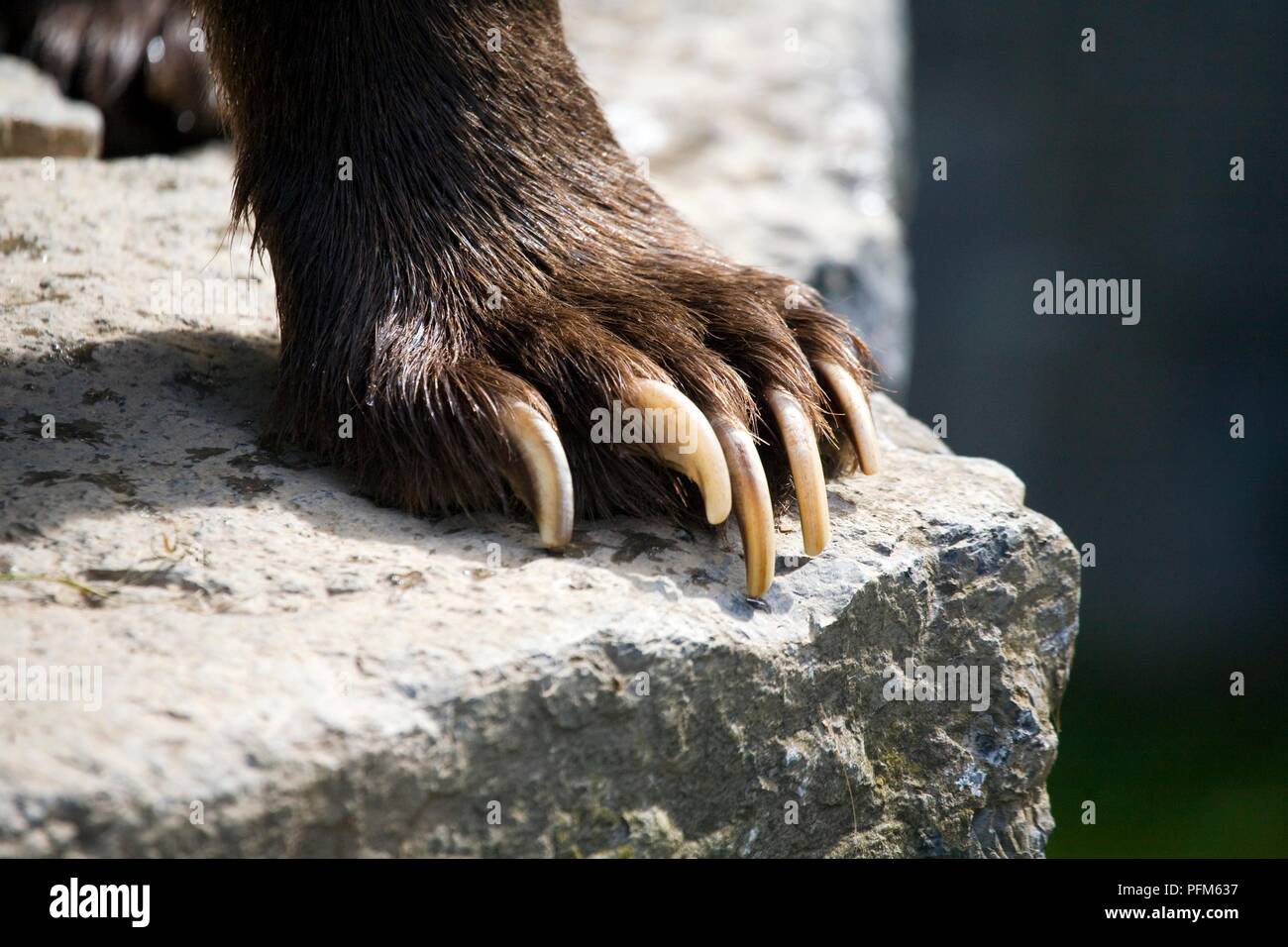 Eurasian Brown Bear (Ursus arctos arctos), close-up of claws Stock ...
