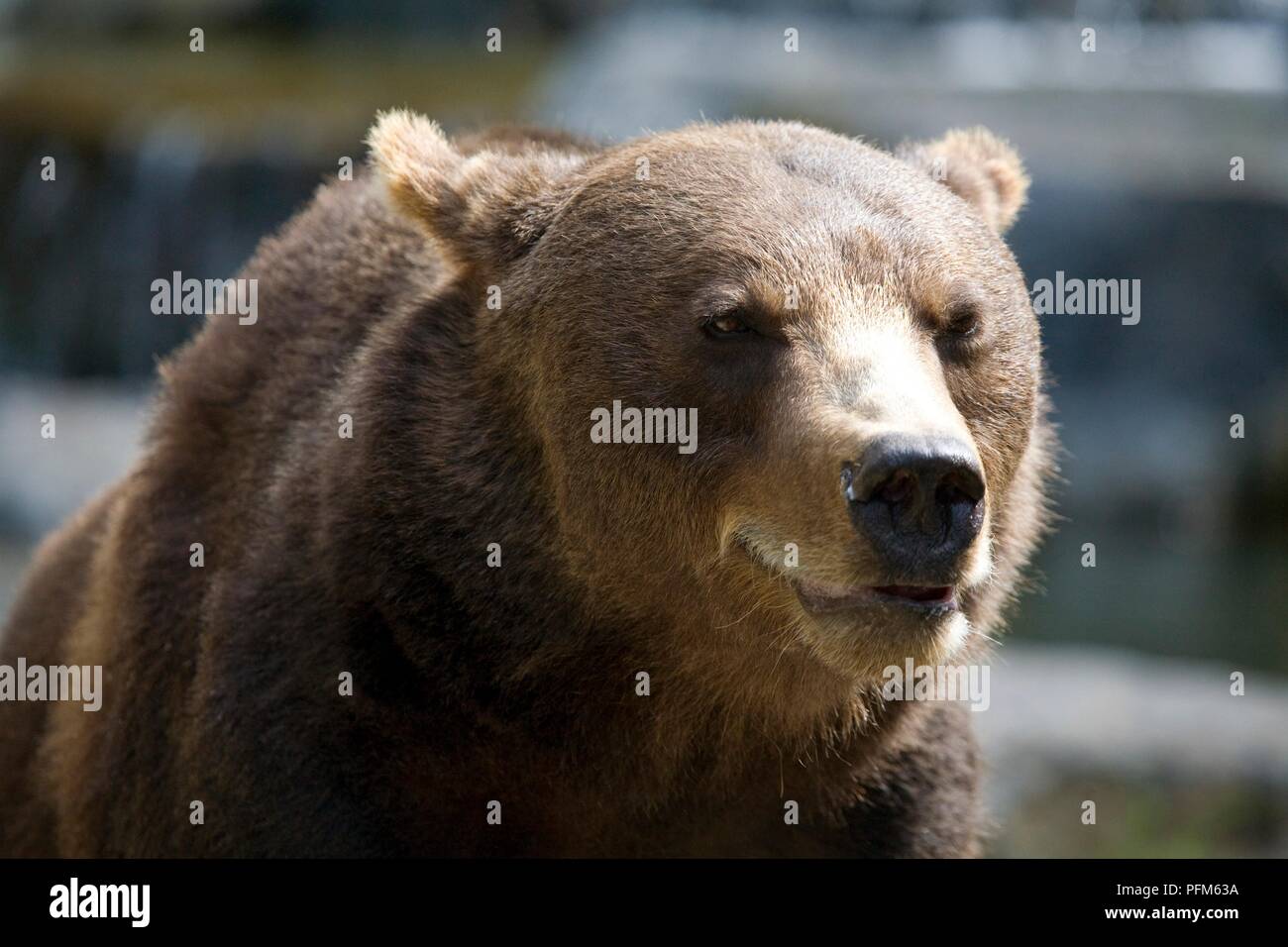 Eurasian Brown Bear (Ursus arctos arctos), head and shoulders Stock ...