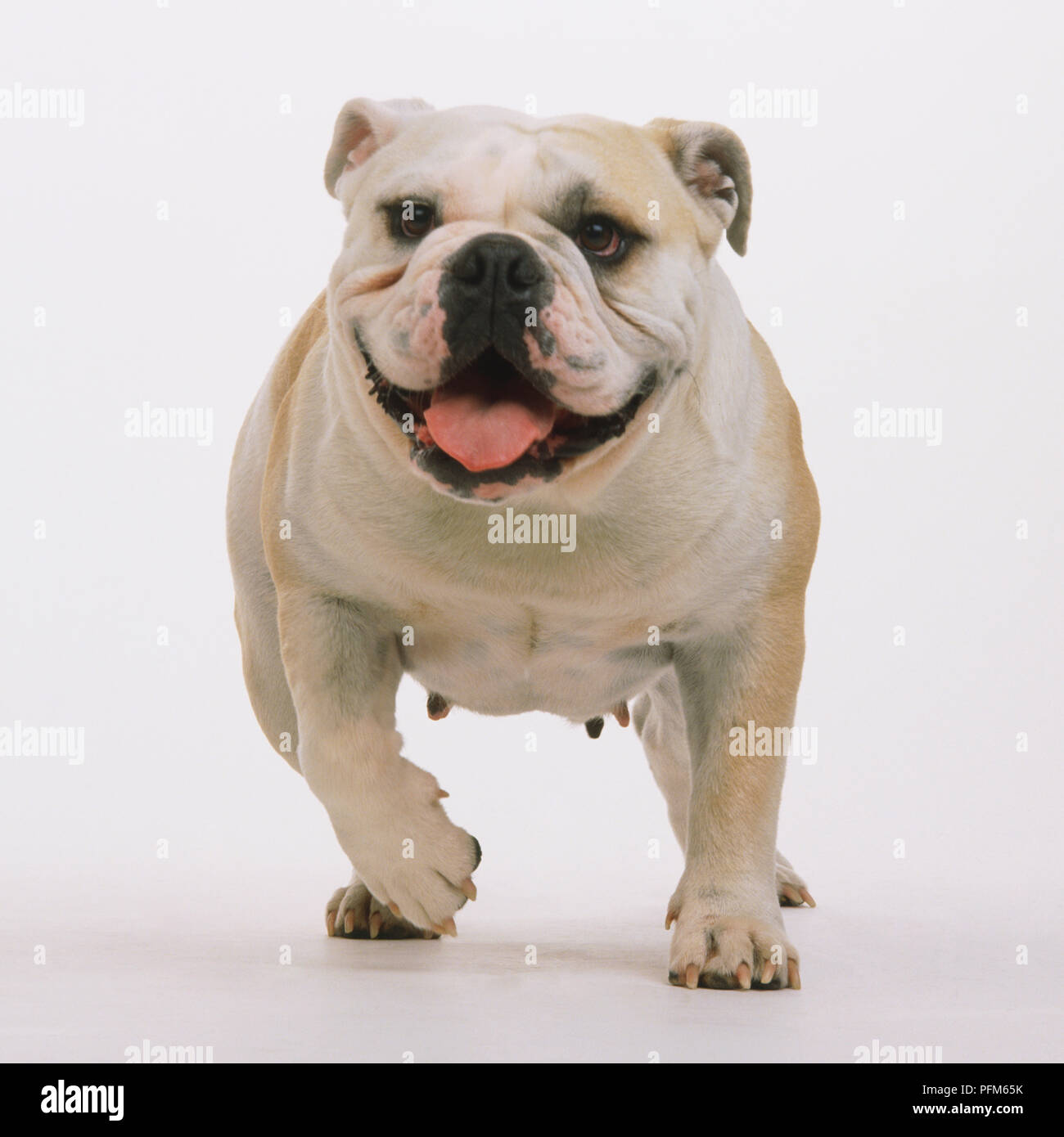 Domestic Dog, Canis familiaris, white Bulldog, front view Stock Photo ...