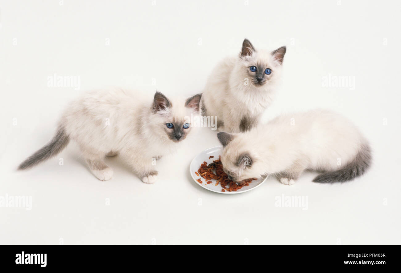 Image from three cats hi-res stock photography and images - Alamy