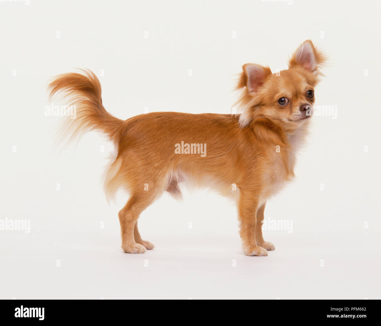 Chihuahua (Canis familiaris) standing, head turned right facing camera ...