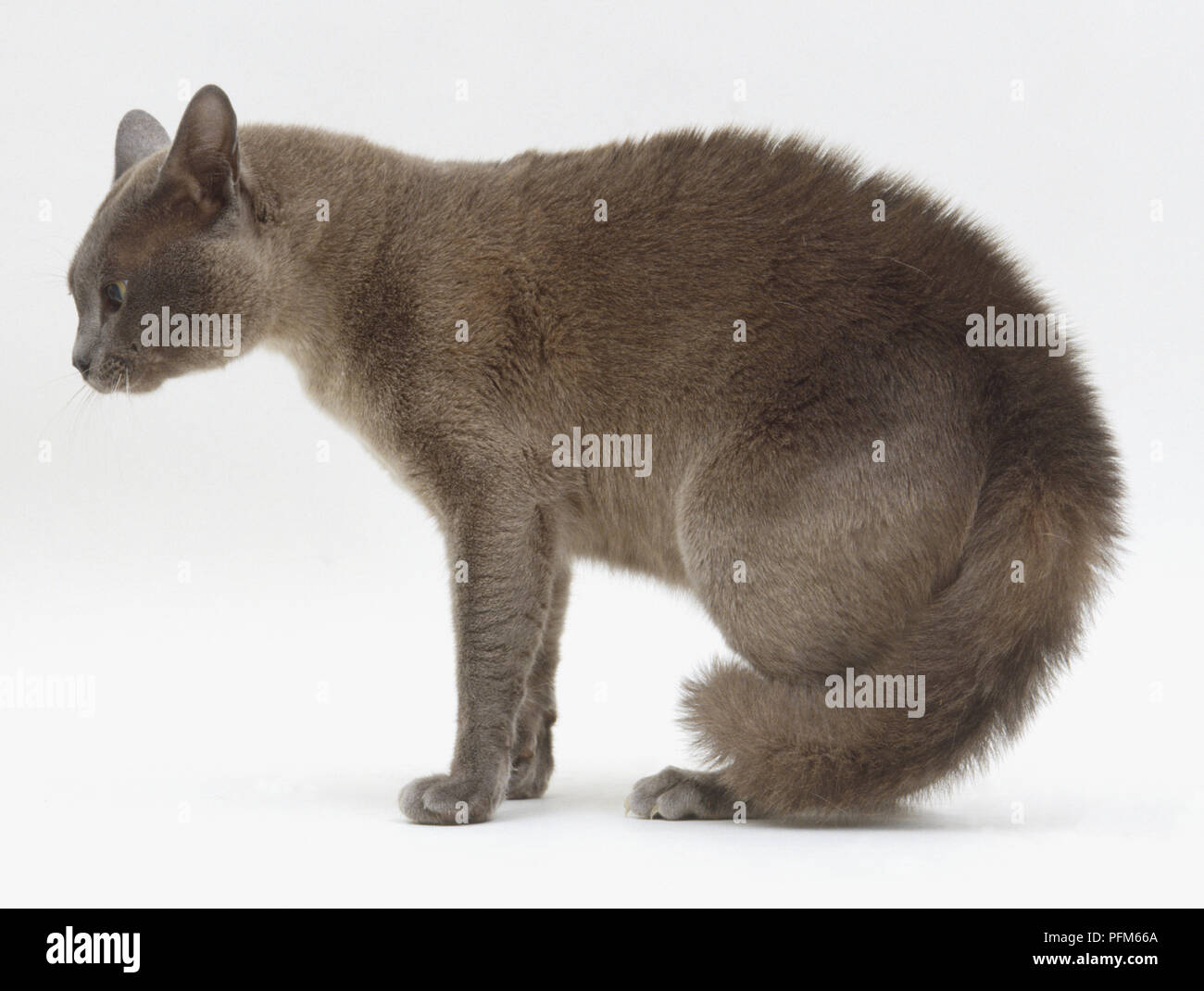 A grey Cat (Felis catus) poised for a move Stock Photo - Alamy