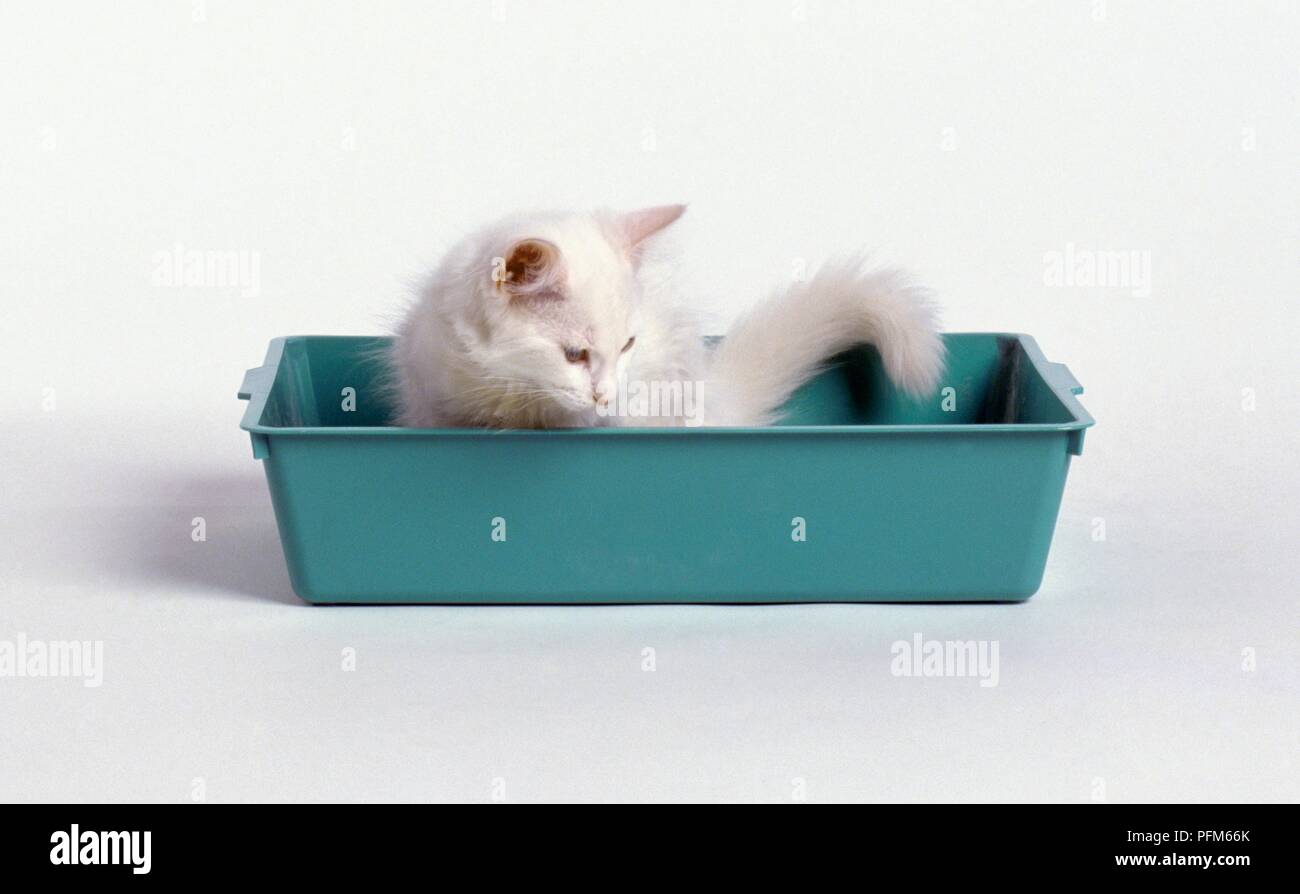 White kitten in litter box Stock Photo - Alamy