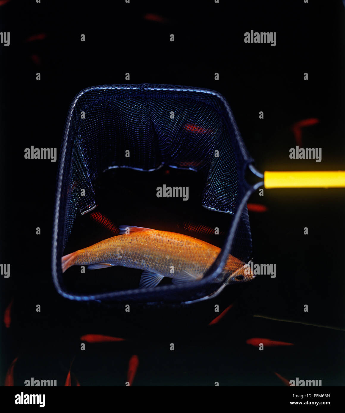 Releasing a fish into a pond, using a mesh net Stock Photo - Alamy
