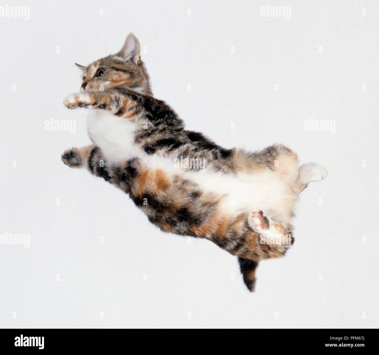 Cat twisting in mid air hi-res stock photography and images - Alamy