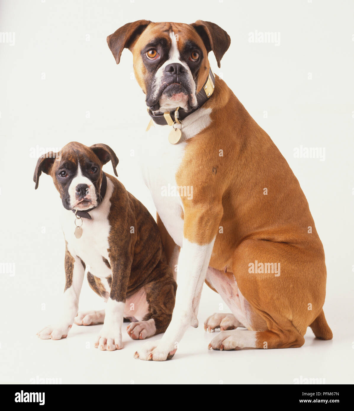 Adult dogs with puppies hi-res stock photography and images - Alamy