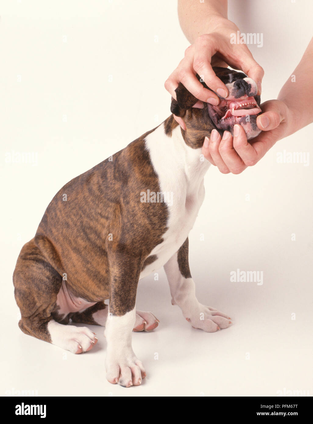 Boxer dog teeth hi-res stock photography and images - Alamy