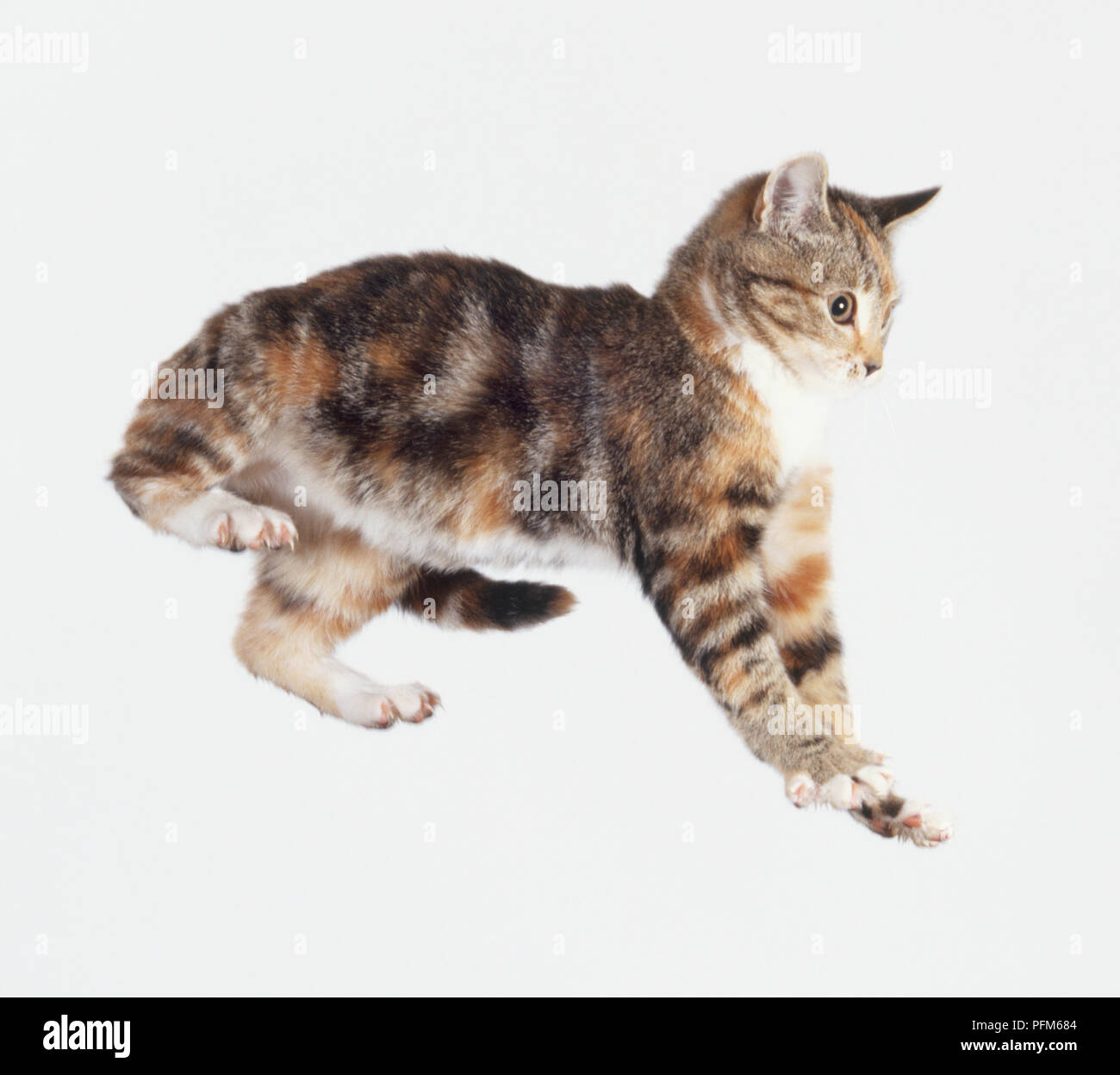 Cat landing side hi-res stock photography and images - Alamy