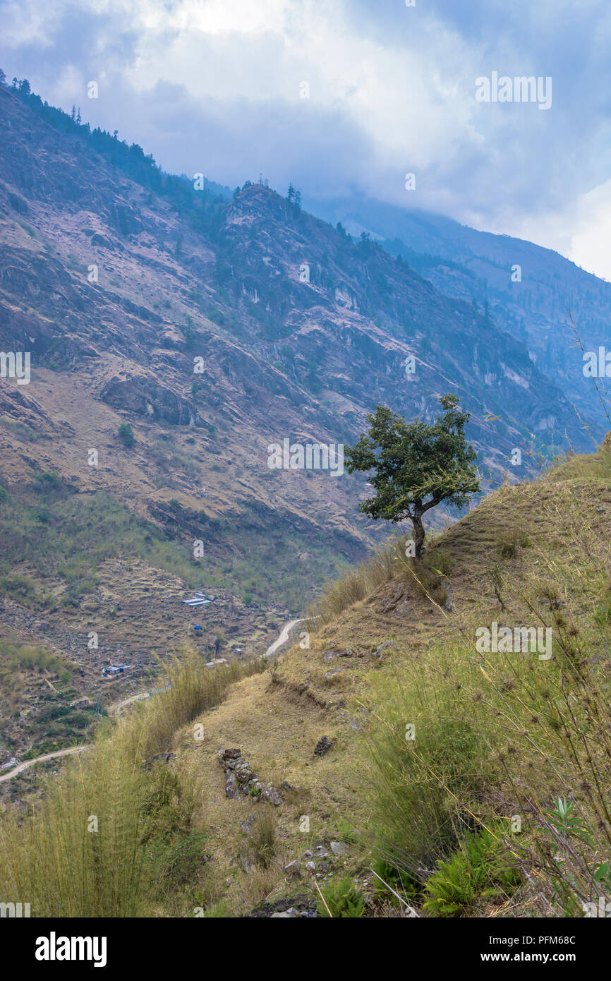 A low, winding tree on a steep slope in the Himalayas, Nepal Stock ...