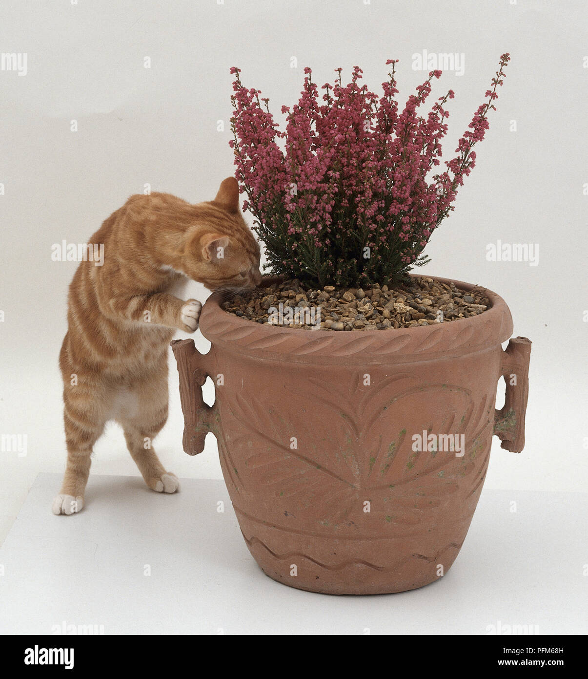 A cat digging in a plant pot is put off by gravel Stock Photo - Alamy